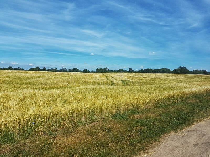 Grassland, Ecosystem, Prairie, Sky Picture. Image: 121934007