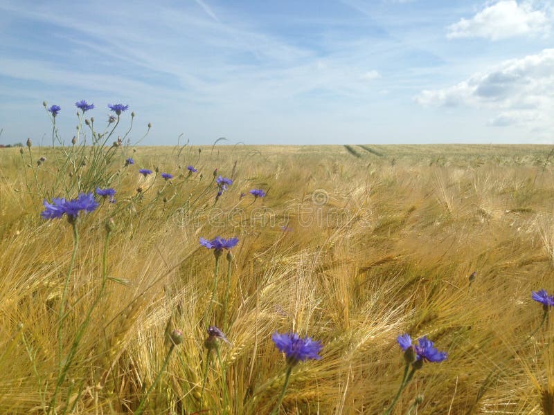 Grassland, Ecosystem, Prairie, Steppe Picture. Image: 135310897