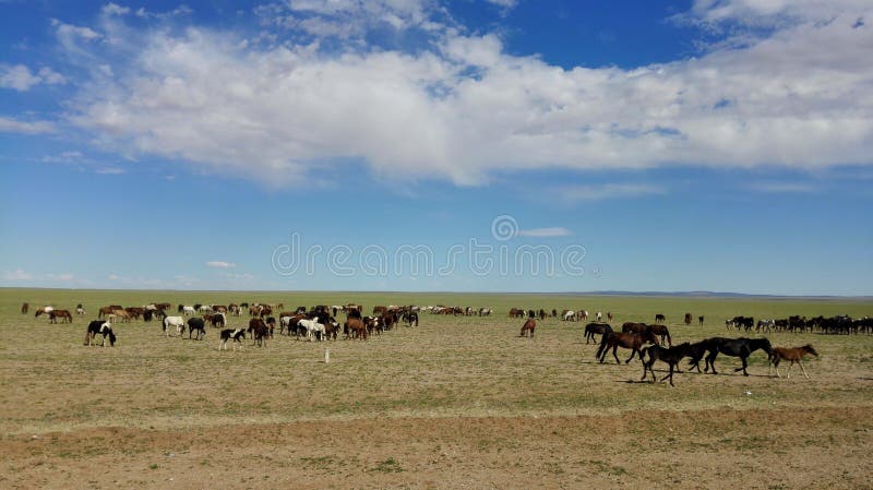 Grassland, Ecosystem, Prairie, Steppe Stock Image - Image of safari ...
