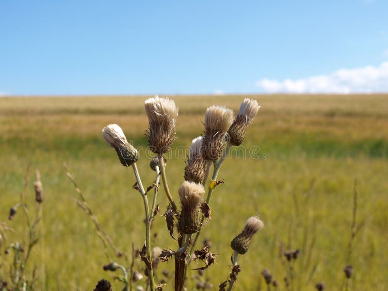 Grassland, Ecosystem, Prairie, Steppe Picture. Image: 135310897
