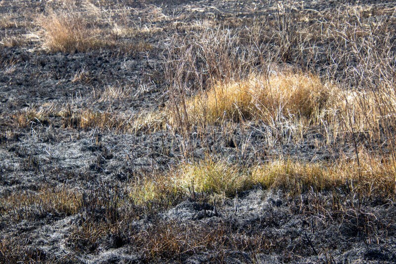 A Grassland after a Fire Image in Horizontal Format Stock Photo - Image ...