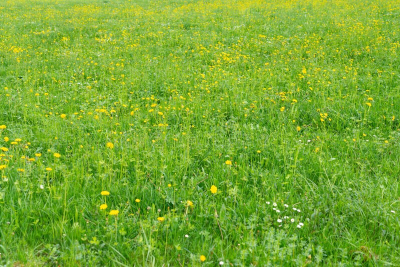 Grassland stock photo. Image of grow, garden, flowers - 371457284