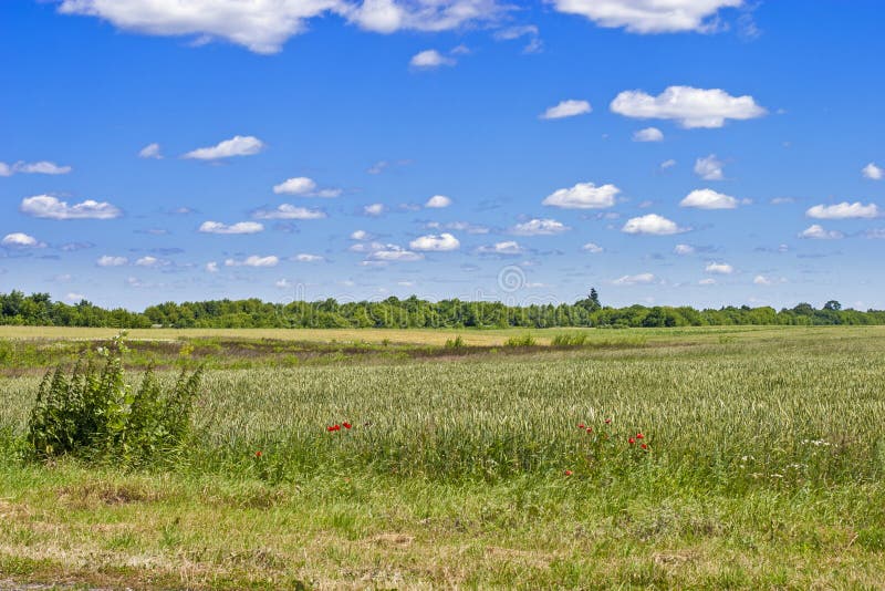 Grassland stock image. Image of flowers, beauty, idyllic - 52608861