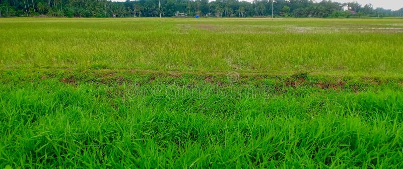 Rice farm in Kerala stock photo. Image of grassland - 188811130