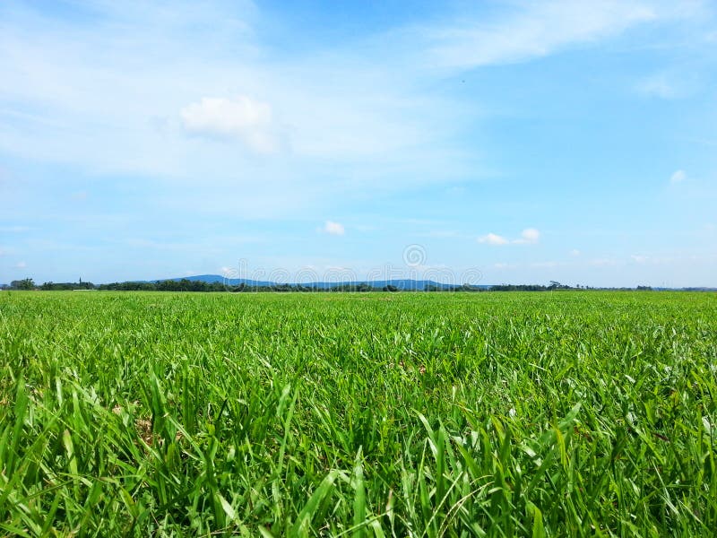 Grassland stock photo. Image of grassland, outdoors, farm - 96900122