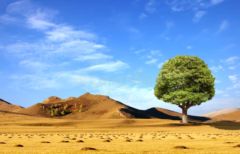 Grassland, a lone tree stock photo. Image of endless - 18328732