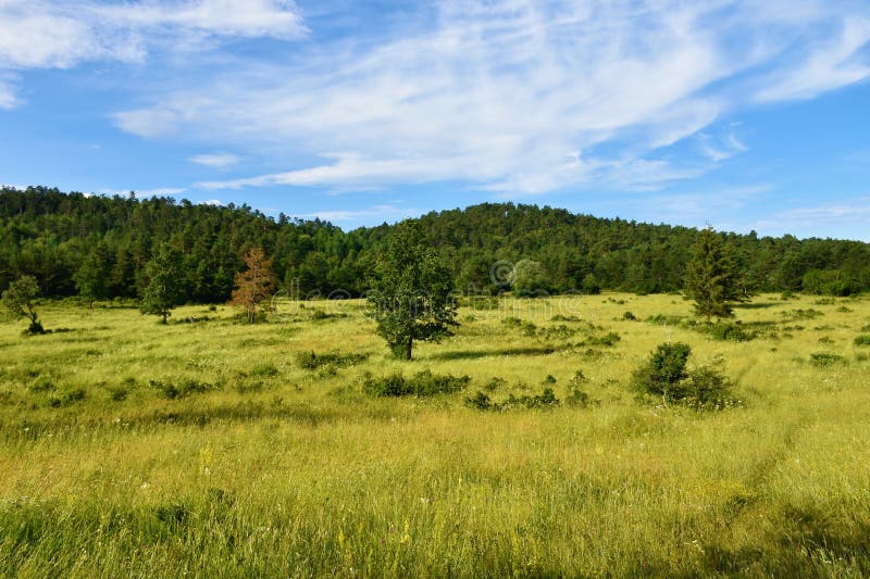 Grassland with Lone Trees and Forest Covered Hill Stock Photo - Image ...