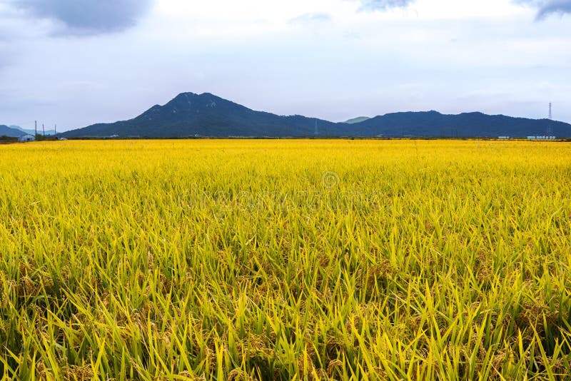 Grassland, Paddy Field, Field, Ecosystem Stock Photo - Image of meadow ...