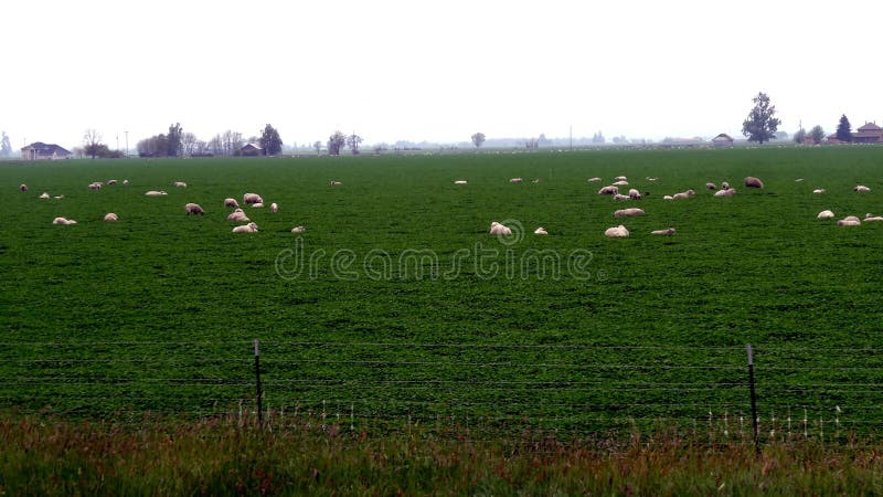 Grassland, Pasture, Field, Ecosystem Picture. Image: 116789917