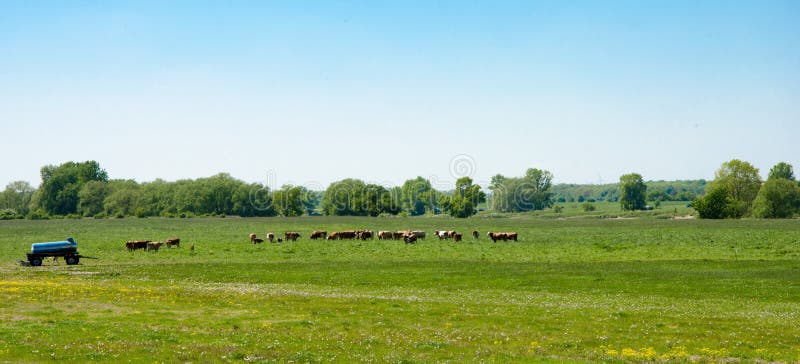 Grassland, Pasture, Field, Ecosystem Stock Image - Image of hill, herd ...