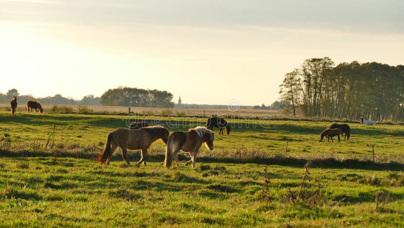 Grassland, Pasture, Field, Grazing Stock Image - Image of grassland ...