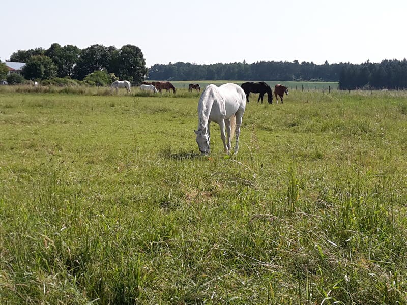Grassland, Pasture, Grazing, Ecosystem Stock Image - Image of grassland ...