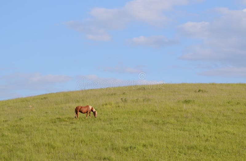 Ecosystem, Prairie, Grassland, Grass Picture. Image: 113170652
