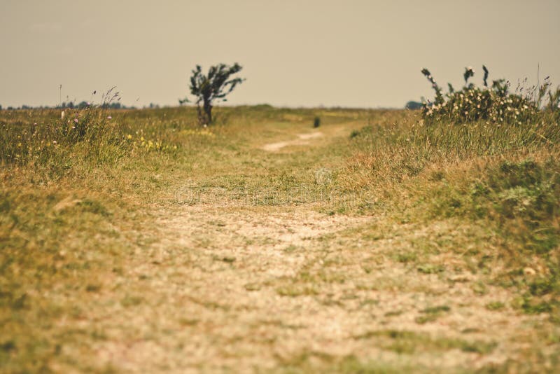 Grassland path stock image. Image of summer, flowers - 72035271