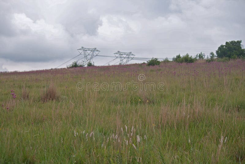 GRASSLAND with PINK FLOWERS and ELECTRICAL PYLONS Stock Photo - Image ...