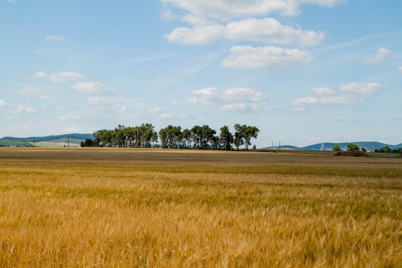 Grassland, Plain, Field, Ecosystem Stock Photo - Image of ecoregion ...