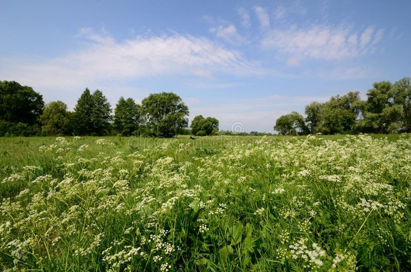 Grassland, Prairie, Ecosystem, Meadow Stock Photo - Image of meadow ...