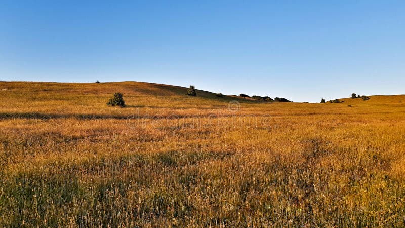 Grassland, Prairie, Ecosystem, Plain Stock Photo - Image of meadow ...