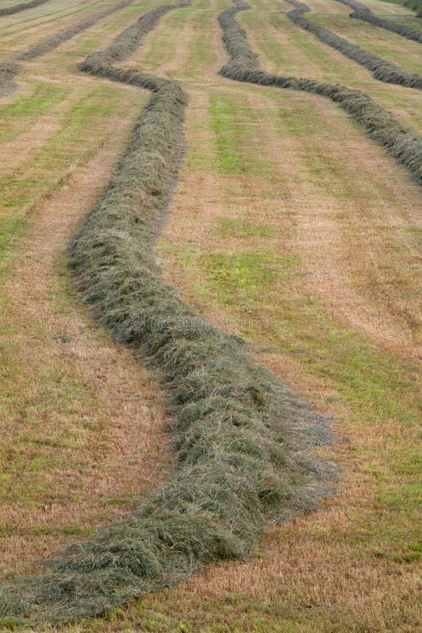 Meadow with Long Rows of Raked Mown Grass, Vertical Stock Image - Image ...