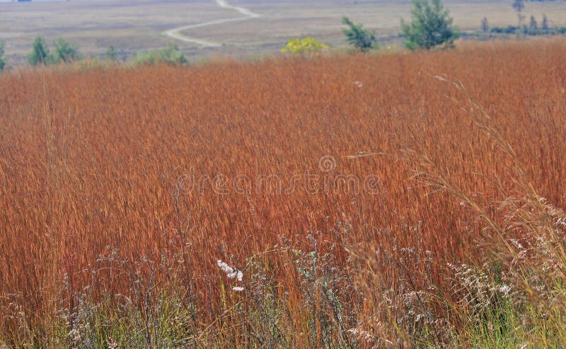 GRASSLAND with RED GRASS on an OPEN FIELD Stock Photo - Image of ...