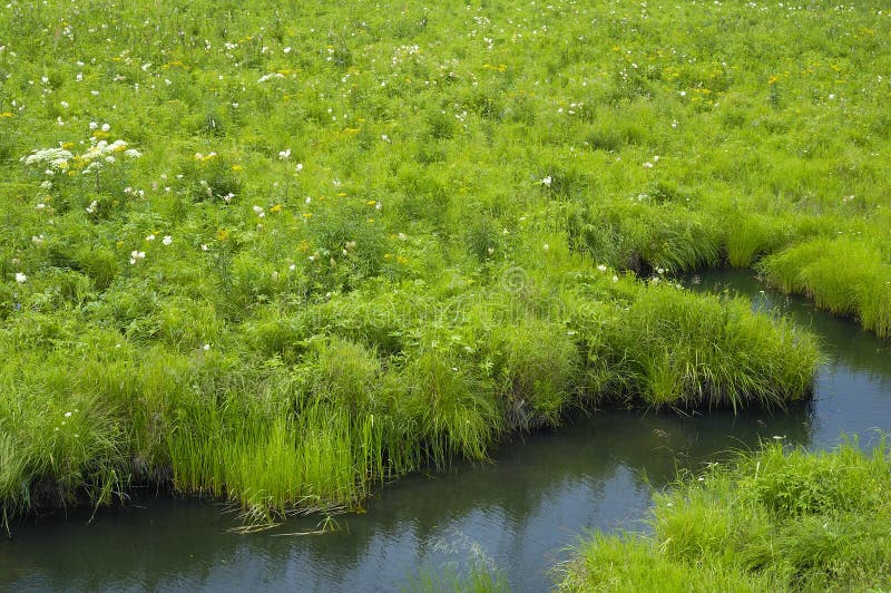 Grassland and rivers stock image. Image of plants, environment - 9179591