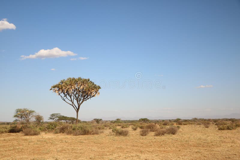 Grassland, Savanna, Sky, Ecosystem Picture. Image: 111027689