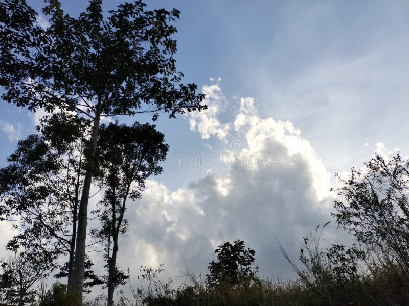 Grassland with Shady Trees and Blue Sky during the Day Stock Photo ...