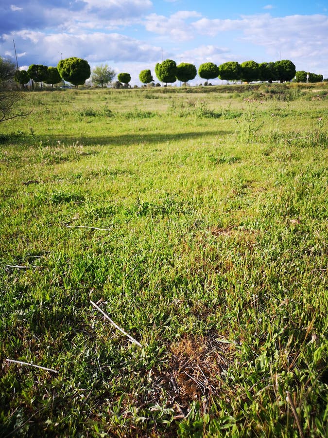 Grassland in the Spring in Spain Stock Photo - Image of light, trees ...
