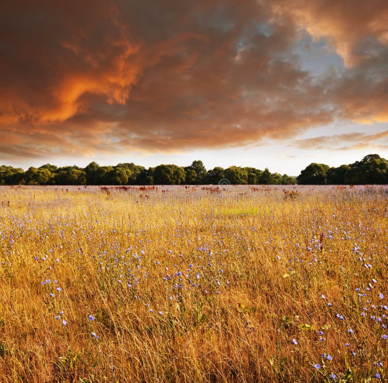 Grassland on sunset stock photo. Image of environment - 8510546