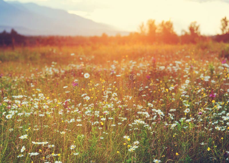 Grassland on sunset stock photo. Image of environment - 167390398
