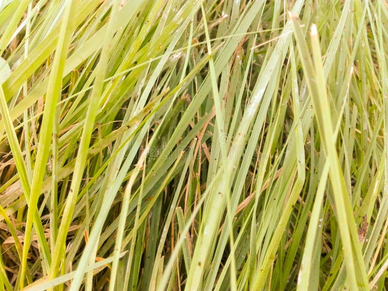 Grassland in a Vertical Row. Stock Photo - Image of branch, grassland ...