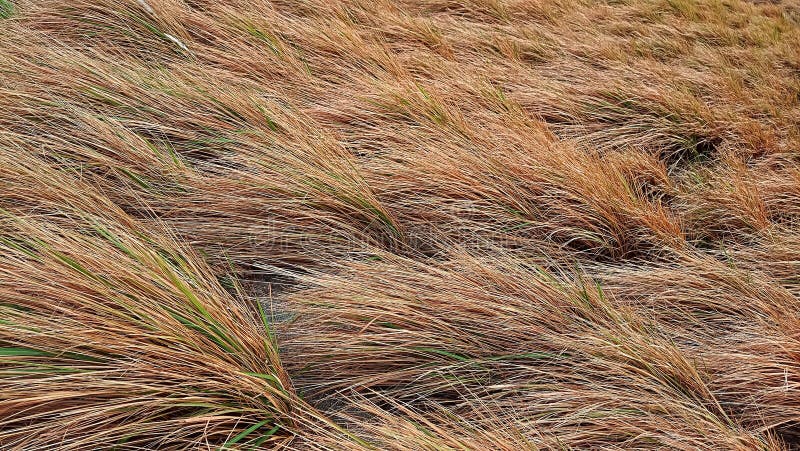 Grasslands Dry Up during the Long Dry Season Stock Image - Image of ...