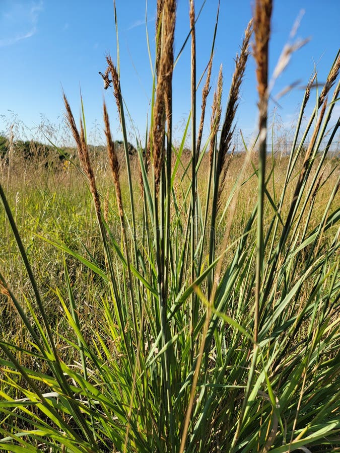 Grasslands of Nebraska stock photo. Image of grass, nature - 233413524