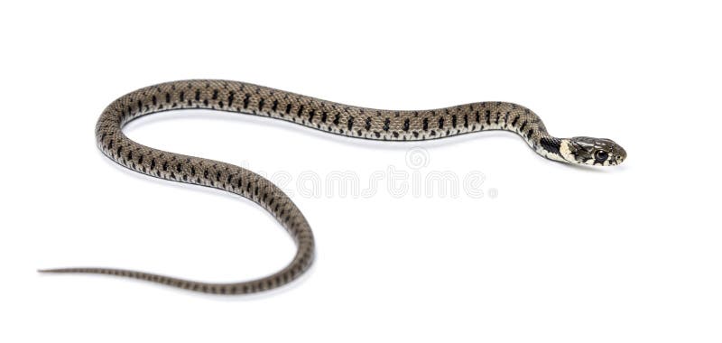 Grasslang Natrix Natrix, Geïsoleerd Op Wit Stock Afbeelding - Image of ...