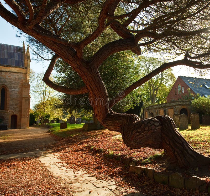 An Old Twisted Tree in a Churchyard. Stock Photo - Image of autumn ...