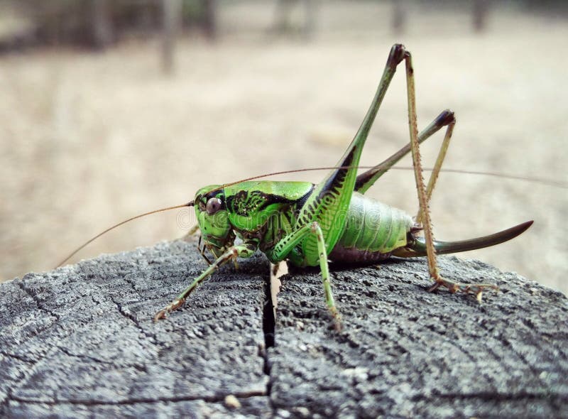 Grassopher Closeup Stock Photos - Free & Royalty-Free Stock Photos from ...