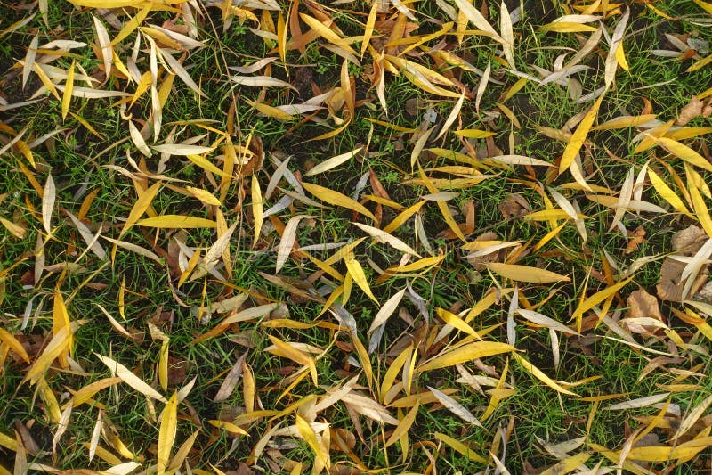Grassplot Covered with Fallen Leaves of Willow in November Stock Photo ...