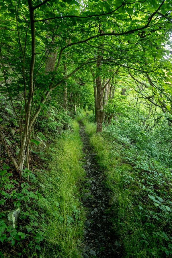 Grasss Line the Cedar Run Trail in Shenandoah Stock Image - Image of ...