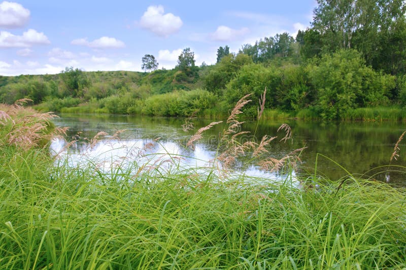 Grassy Bank of the Wild Forest River Stock Photo - Image of light ...