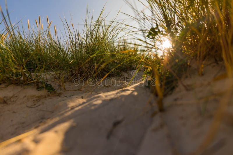 Grassy beach at sunset stock photo. Image of beach, landscape - 100595292