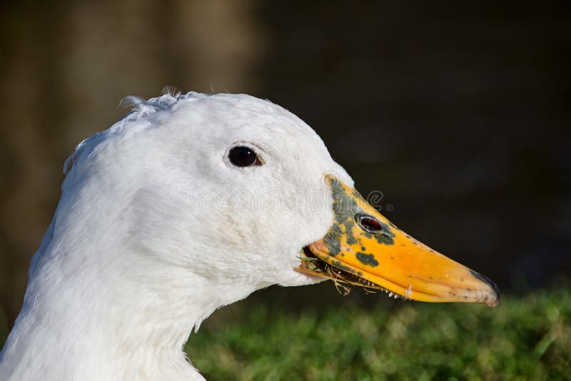 118 Peek Peek Duck Stock Photos - Free & Royalty-Free Stock Photos from ...