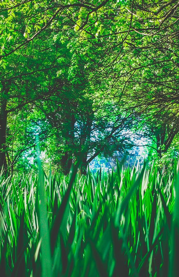 Grassy Clearing stock image. Image of clearing, area - 325958919
