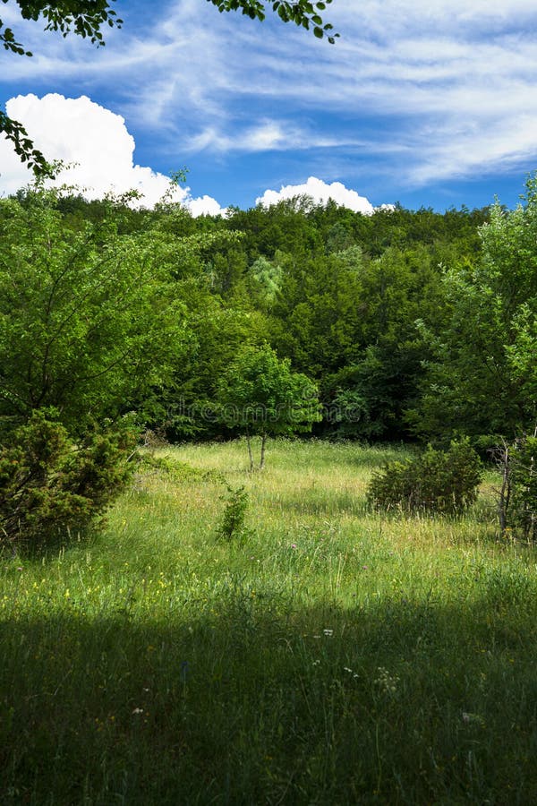 A Grassy Clearing in the Croatian Mountain Forest. Stock Photo - Image ...