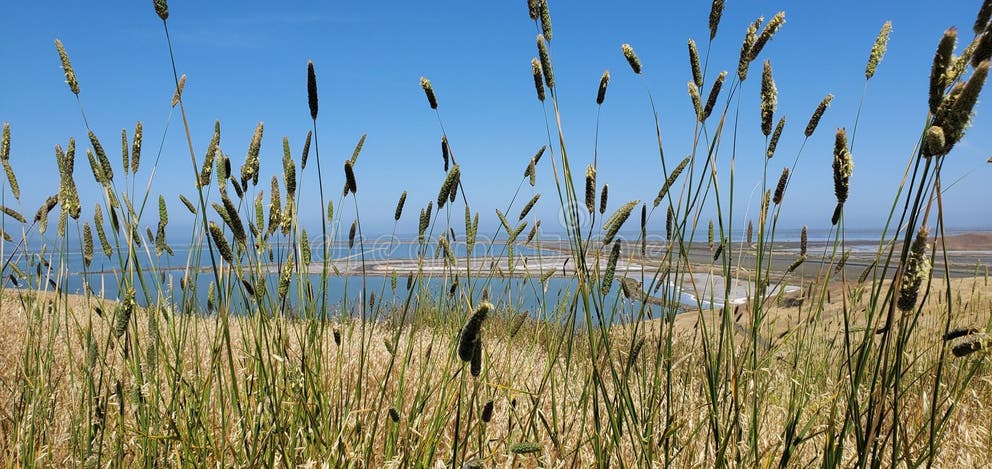 Grassy coast of the sea s stock photo. Image of coastline - 257843808