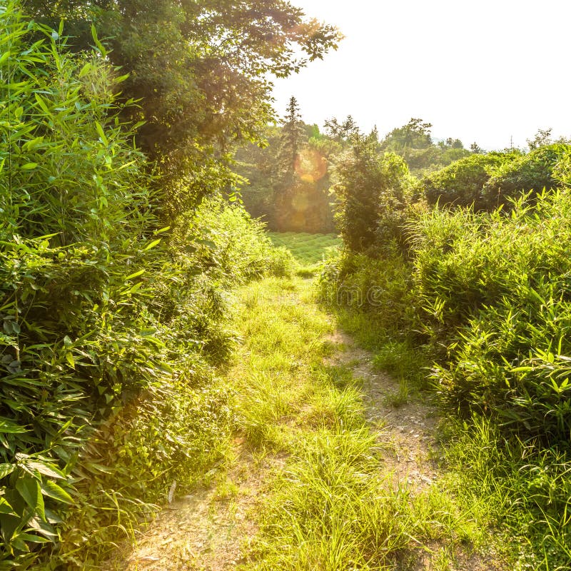 Grassy country road stock image. Image of road, herd - 43210077