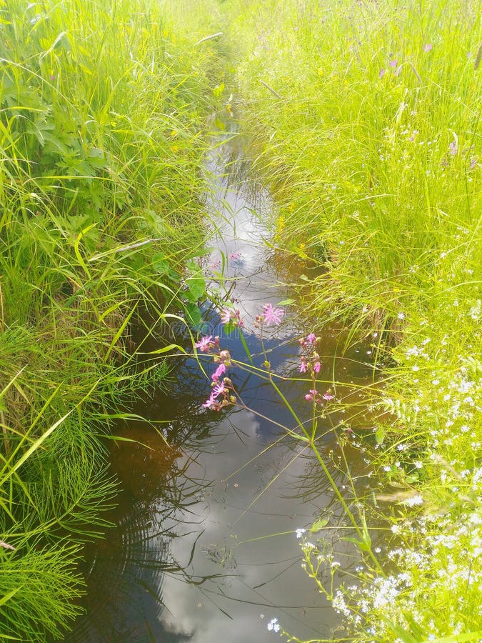 The grassy ditch stock photo. Image of coast, outside - 95761996