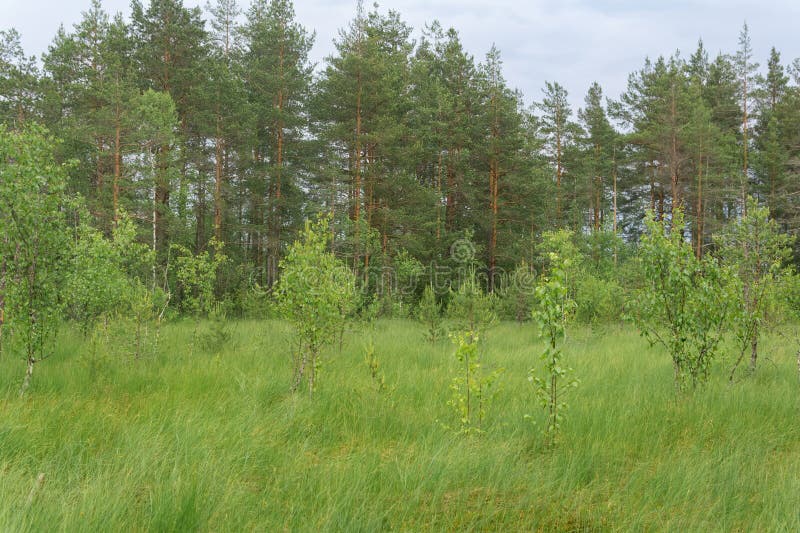 Grassy Fen Landscape with Pine Forest at Distance Stock Photo - Image ...