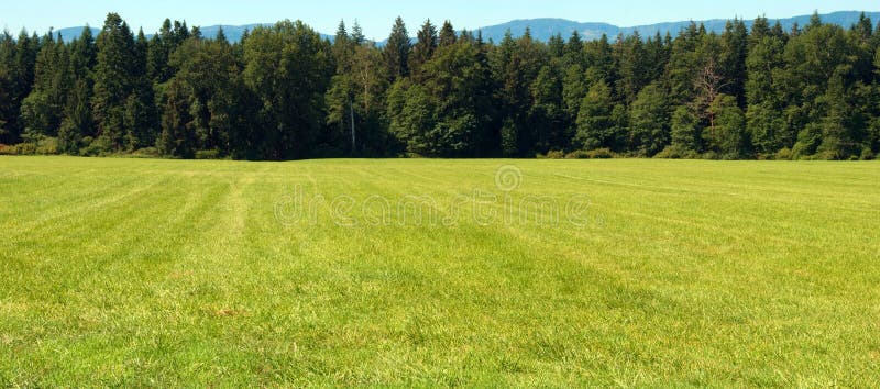 Grassy Field stock image. Image of evergreen, beautiful - 15538277