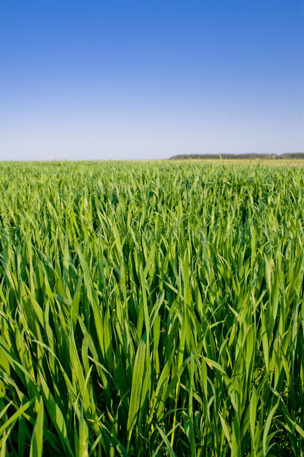 Grassy Field stock photo. Image of green, crop, growing - 2293652