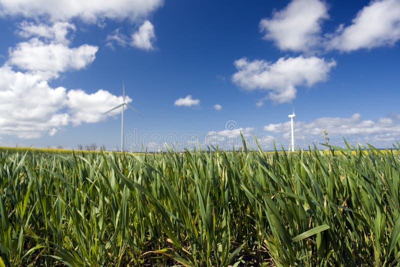 Grassy Field stock image. Image of farm, field, plants - 2331249